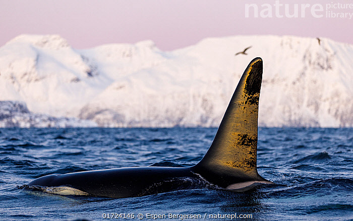Stock photo of Orca (Orcinus orca) male, swimming at sea surface, with ...