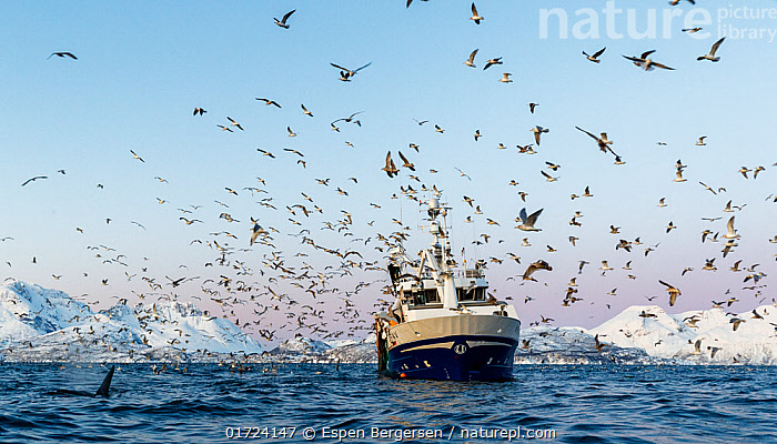 Stock photo of Orca (Orcinus orca) with dorsal fin above sea surface ...