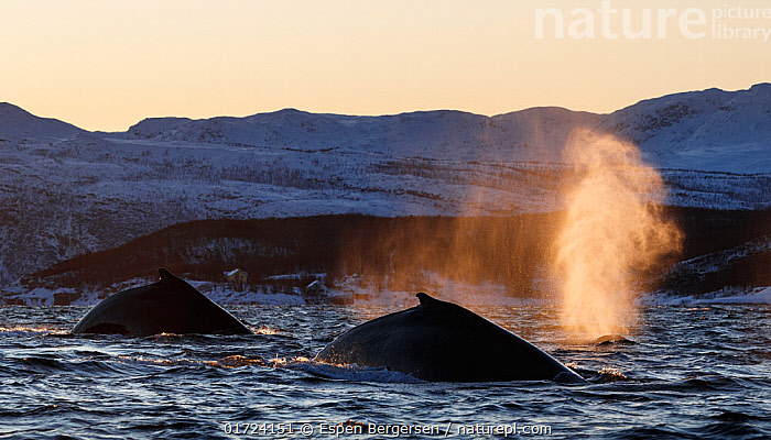 Stock photo of Two Humpback whales (Megaptera novaeangliae) breathing ...