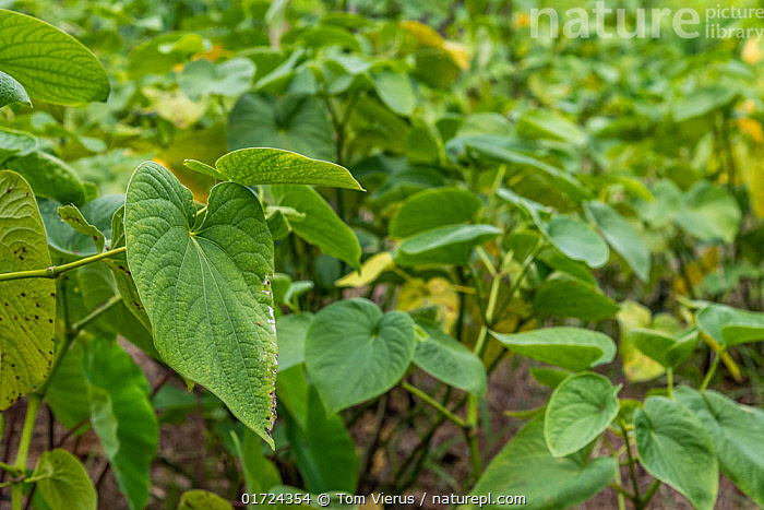 Stock photo of Kava plant (Piper methysticum) crop growing in the ...