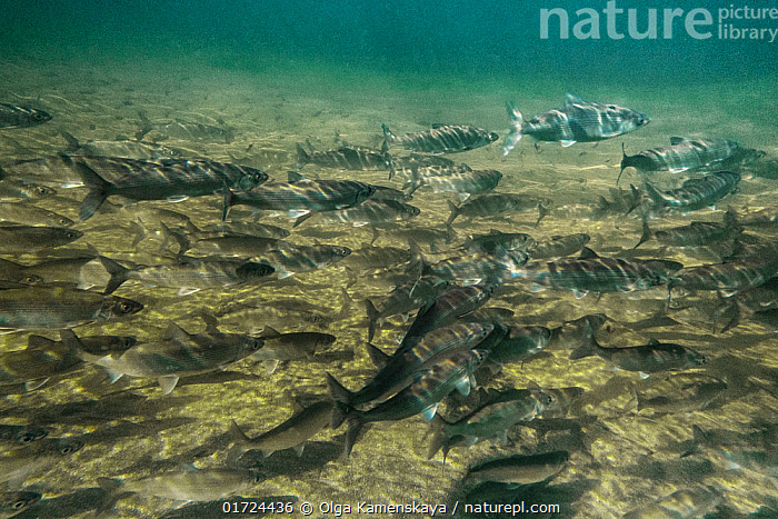 Stock photo of Baikal omul (Coregonus migratorius) spawning, Bolshoy ...