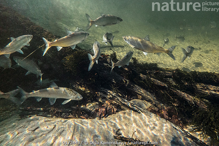 Stock photo of Baikal omul (Coregonus migratorius) spawning, Bolshoy ...