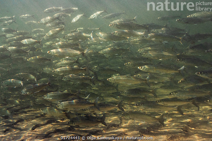 Stock photo of Baikal omul (Coregonus migratorius) spawning, Bolshoy ...