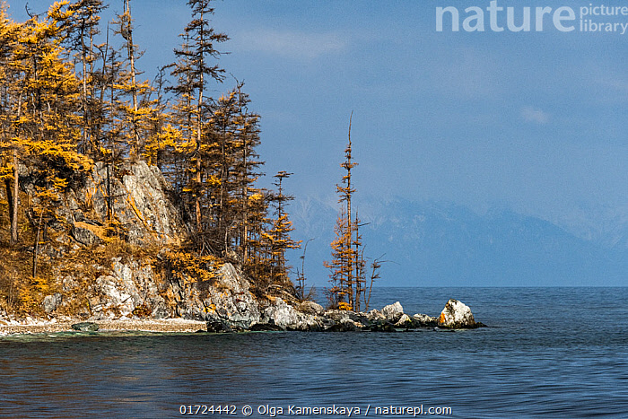 Stock photo of Ushkanyi Islands in autumn, breeding ground of the ...