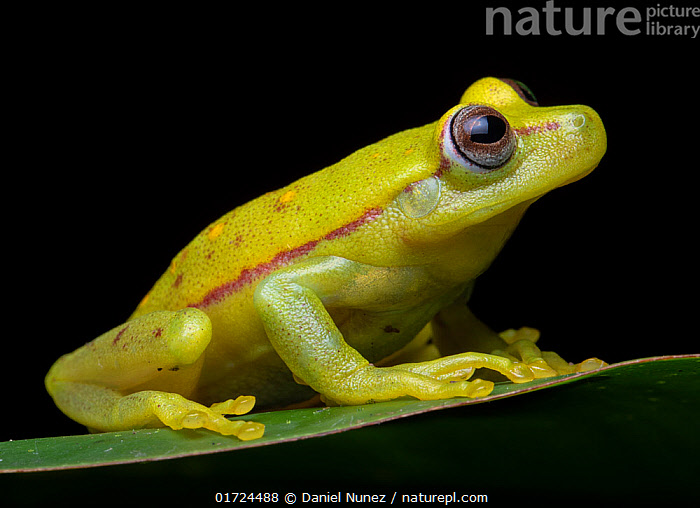 Stock photo of Dotted tree frog (Boana punctata) portrait, Amazon ...