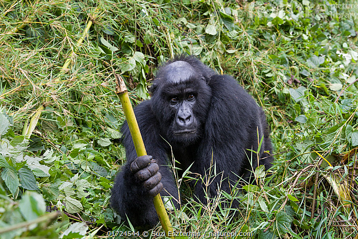 Stock photo of Mountain gorilla (Gorilla gorilla beringei) bald-headed ...
