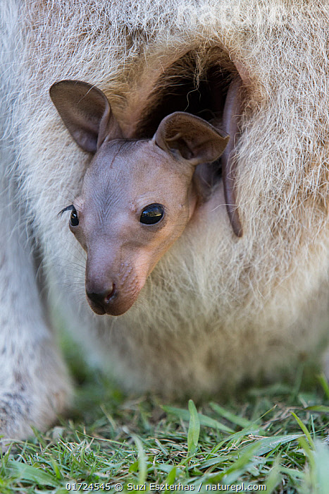 Stock photo of Eastern grey kangaroo (Macropus giganteus) joey ,aged ...
