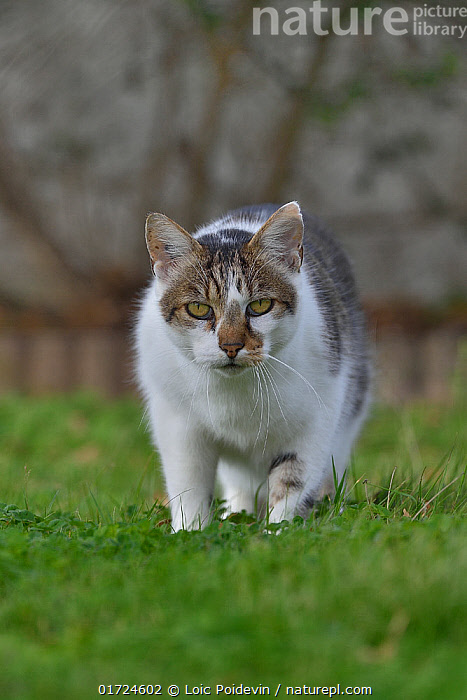 Prowling Cat