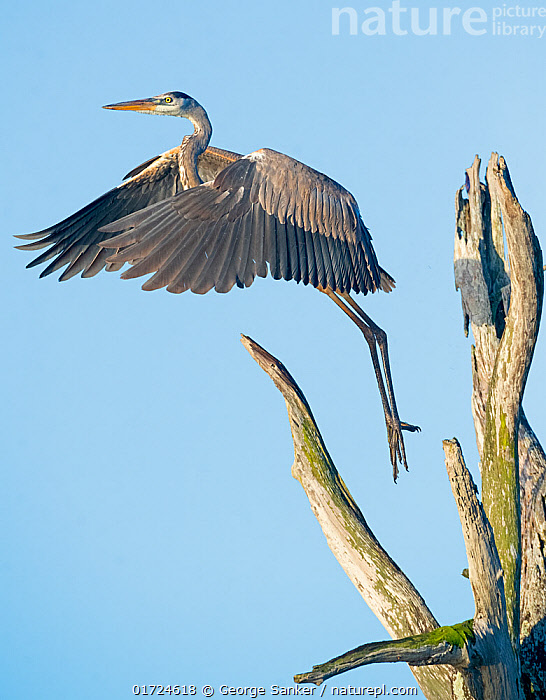 Stock photo of Great blue heron (Ardea herodias) taking flight, Green ...