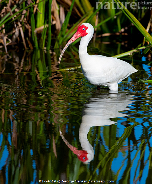Stock photo of American white ibis (Eudocimus albus) male, standing in ...