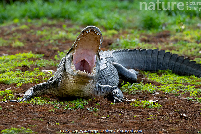 Stock photo of American alligator (Alligator mississippiensis) resting ...
