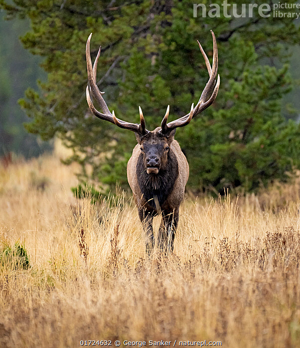 Stock photo of Bull Elk (Cervus canadensis) looking for a mate ...