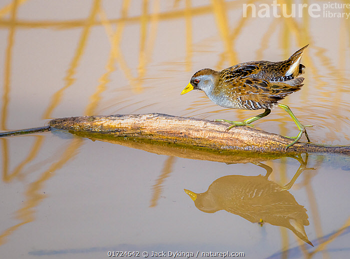 Stock photo of Sora crake (Porzana carolina) walking along a submerged ...