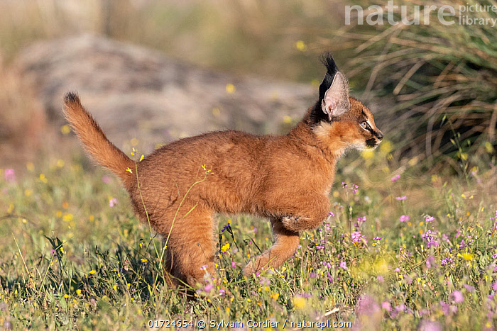 Stock photo of RF - Caracal (Caracal caracal) cub, aged 9 weeks ...