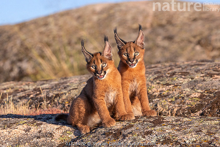 Stock photo of Two Caracal (Caracal caracal) cubs, aged 9 weeks ...