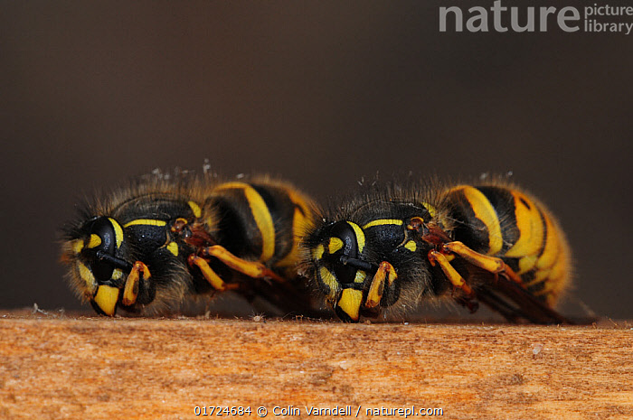 Stock photo of Two queen Common wasps (Vespula vulgaris) hibernating ...
