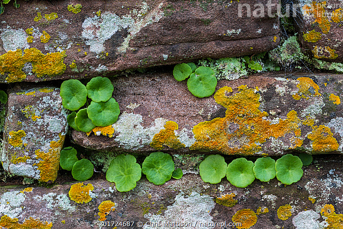 Stock photo of Wall pennywort (Umbilicus rupestri) growing on a stone ...