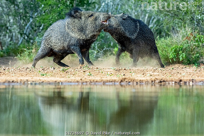 Stock photo of Two Collared peccaries (Pecari tajacu) fighting over ...