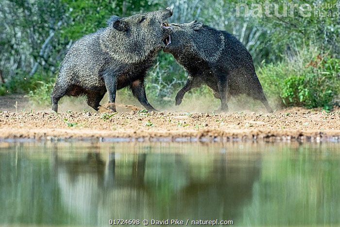 Stock photo of Two Collared peccaries (Pecari tajacu) fighting over ...