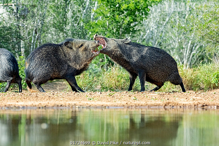 Stock photo of Two Collared peccaries (Pecari tajacu) fighting over ...