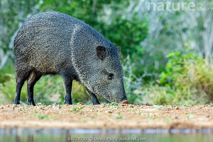 Stock photo of Collared peccary (Pecari tajacu) sniffing ground near ...