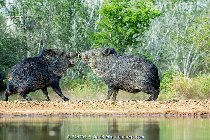 Stock photo of Two Collared peccaries (Pecari tajacu) fighting over ...