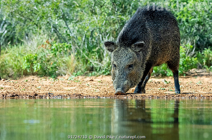 Stock photo of Collared peccary (Pecari tajacu) sniffing ground near ...