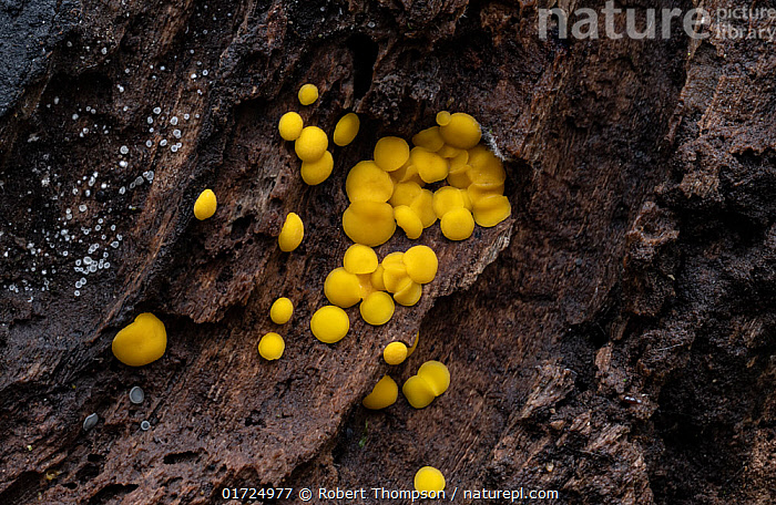 Stock photo of Lemon disco fungus (Bisporella citrina) growing on ...