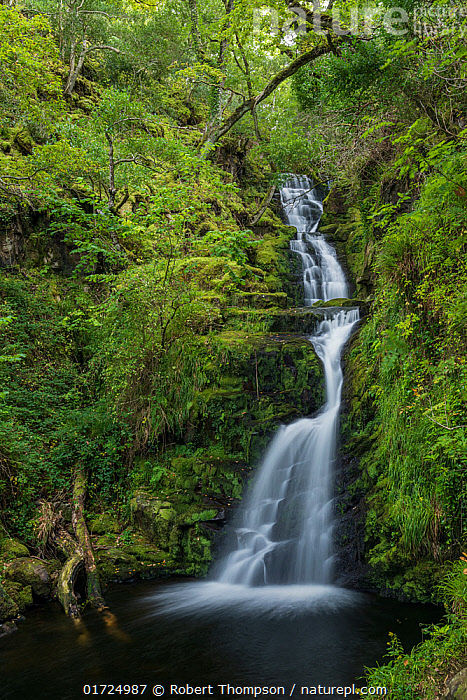 Stock photo of O'Sullivan's cascade flowing down woodland gorge ...