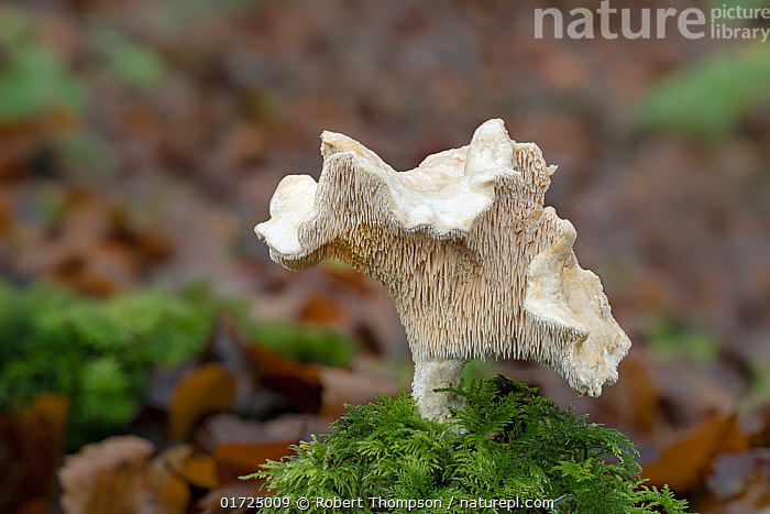 Stock photo of Wood hedgehog mushroom (Hydnum repandum) growing on moss ...