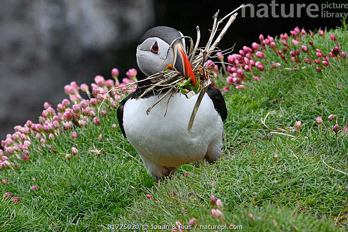 Stock photo of Atlantic puffin (Fratercula arctica) collecting nesting ...