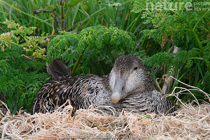 Stock photo of Female Eider duck (Somateria mollissima) sitting on nest ...