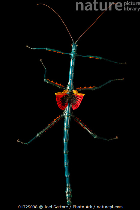 Stock photo of Malagasy blue stick insect (Achrioptera fallax) male ...