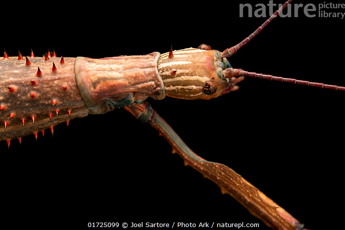 Stock photo of Malagasy blue stick insect (Achrioptera fallax) female ...