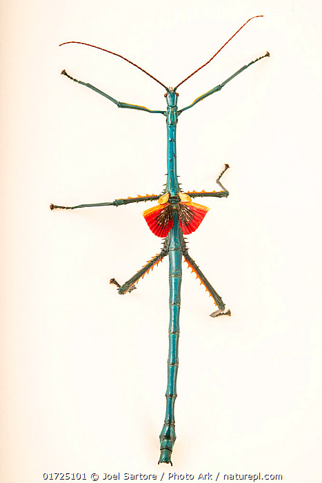 Stock photo of Malagasy blue stick insect (Achrioptera fallax) male ...