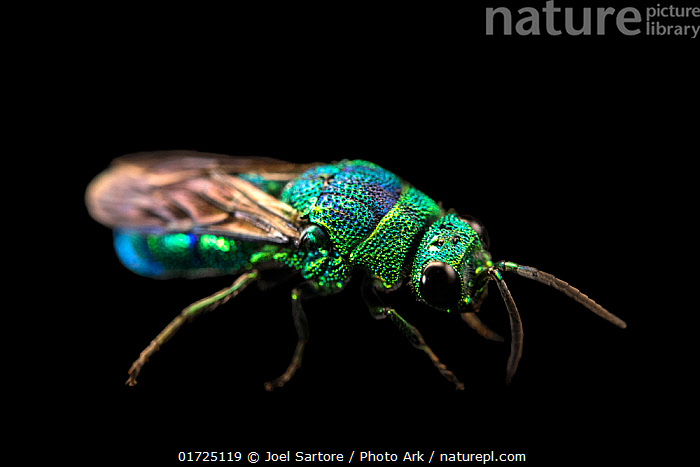 Stock photo of Cuckoo wasp (Chrysis sp.) portrait, Audubon Insectarium ...