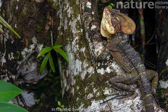 Jesus Christ Lizard Photo