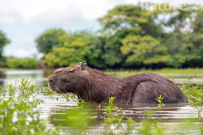Stock photo of RF - Capybara (Hydrochoerus hydrochaeris) standing in ...