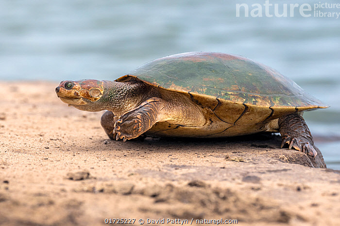 Stock photo of Savanna side-necked turtle (Podocnemis vogli) portrait ...