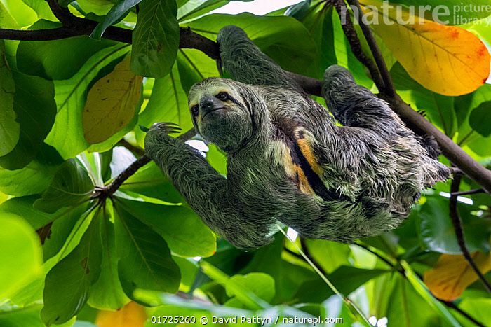 Stock photo of Brown-throated three toed sloth (Bradypus variegatus ...