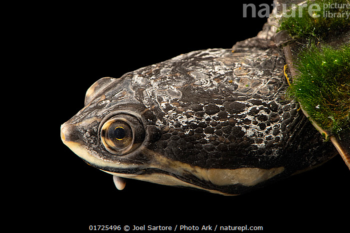 Stock photo of Cotinga River toadhead turtle (Phrynops tuberosus) head ...