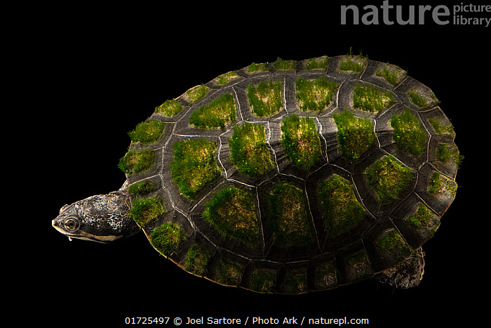 Stock photo of Cotinga River toadhead turtle (Phrynops tuberosus) with ...