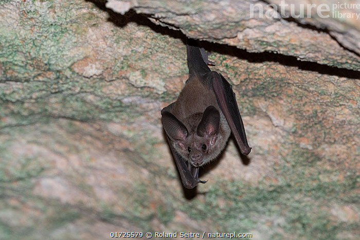 Stock photo of Waterhouse's leaf-nosed bat (Macrotus waterhousii ...