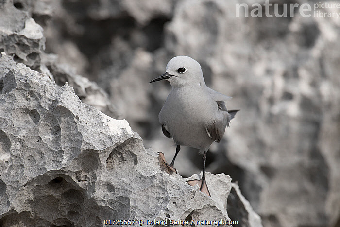 Stock photo of Blue-grey noddy (Procelsterna cerulea) perched on rock ...