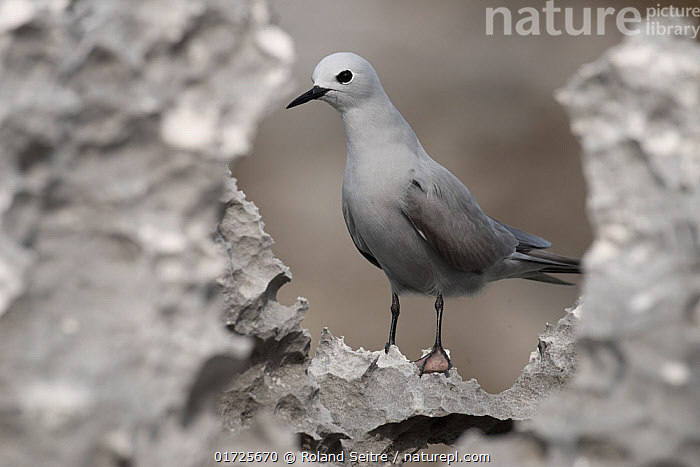 Stock photo of Blue-grey noddy (Procelsterna cerulea) perched on rock ...