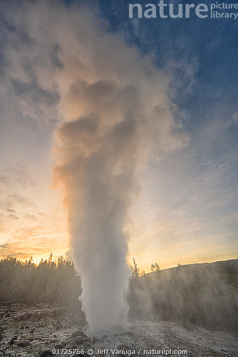 Stock photo of Rare eruption of Steamboat Geyser reaching an estimated ...