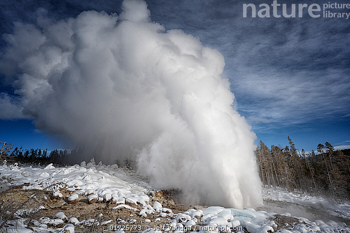 Stock photo of Rare eruption of Steamboat Geyser with steam erupting ...