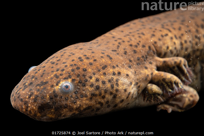 Stock photo of Western lesser siren (Siren intermedia nettingi ...