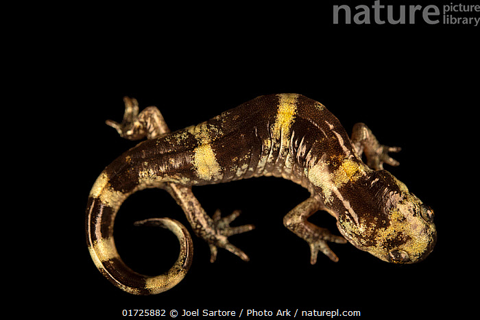 Stock photo of Ringed salamander (Ambystoma annulatum) juvenile ...