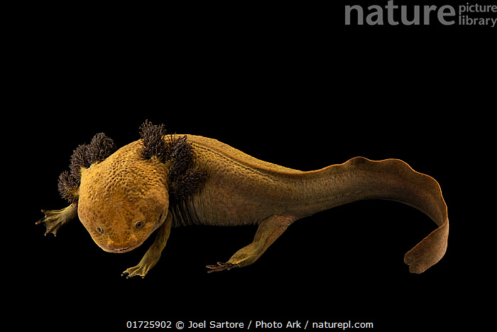 Stock photo of Lake Patzcuaro salamander (Ambystoma dumerilii) portrait ...